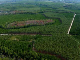 Rayonier - Why Is Forest Biodiversity Important?