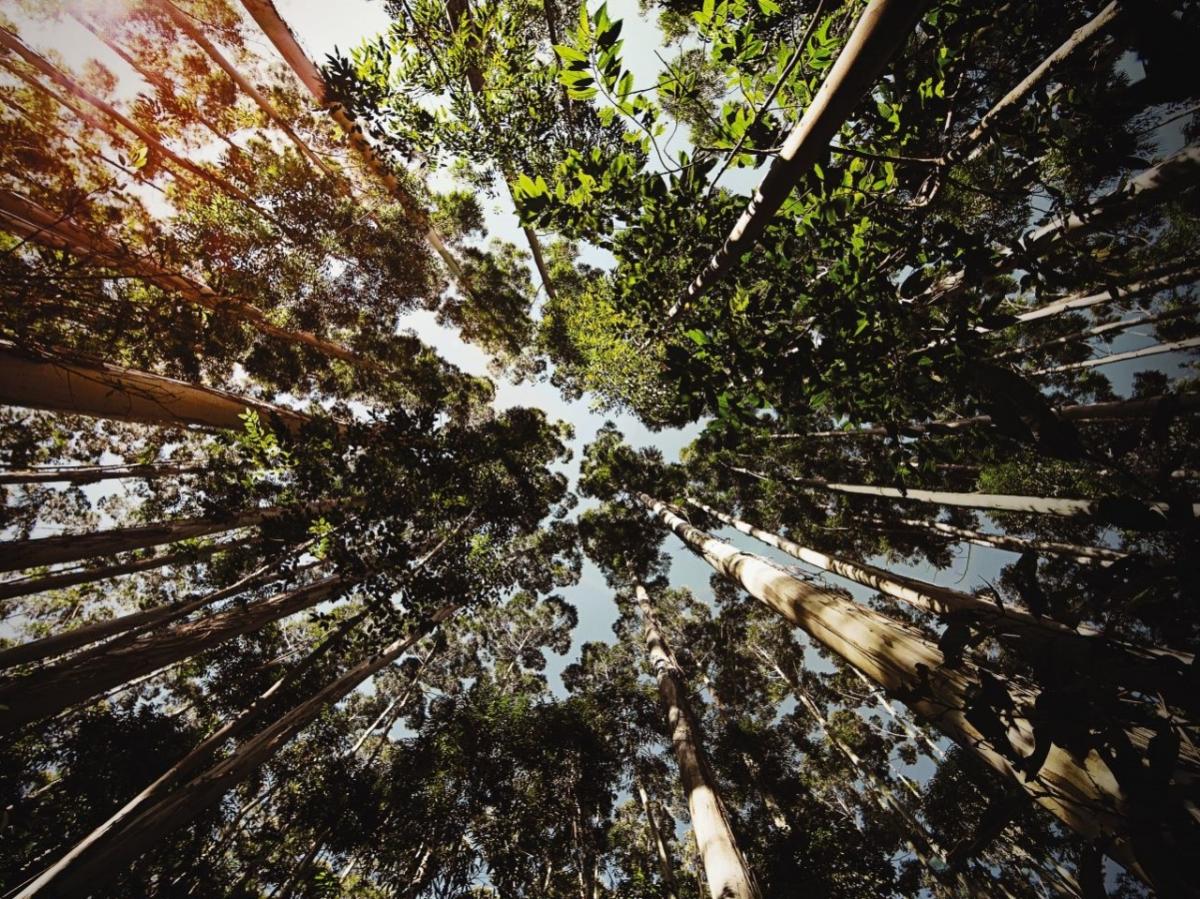 Tetra Pak Commits to Net Zero Emissions Tetra Pak Commits to Net Zero Emissions