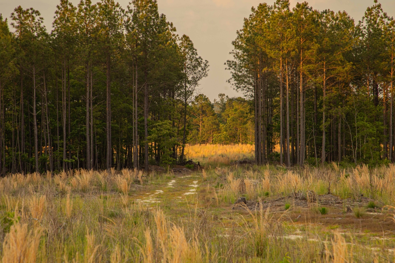 North Carolina Longleaf Landowner Spotlight Series