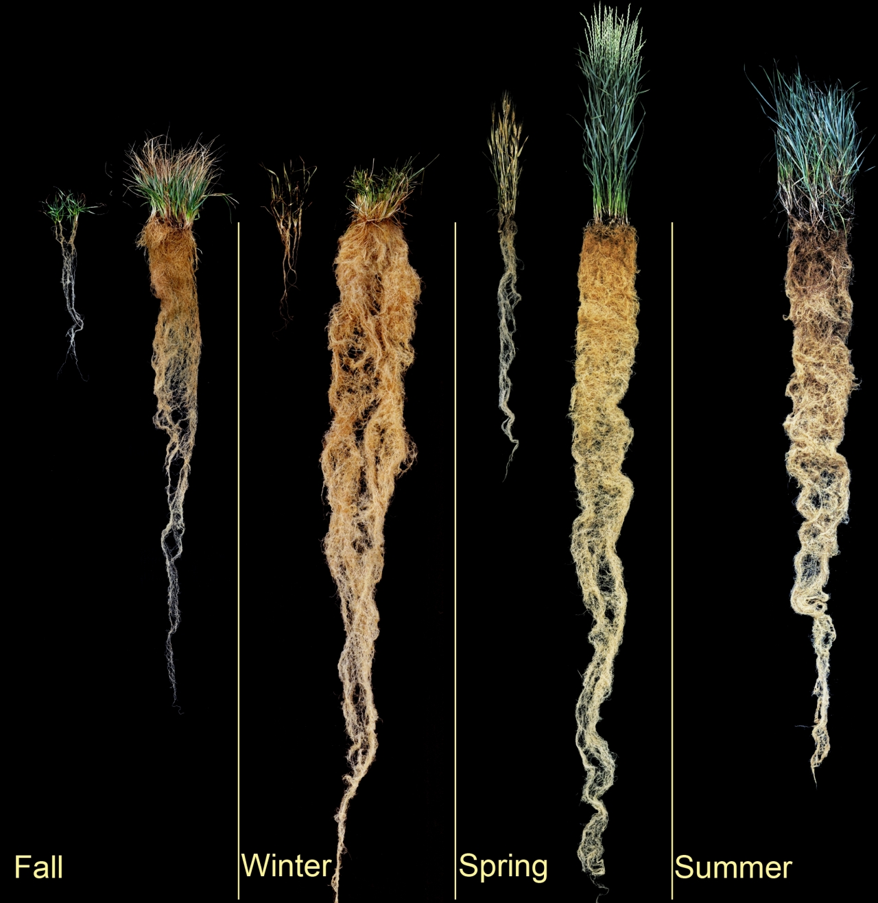 Could Perennial Grains Be the Next Climate-Saving...