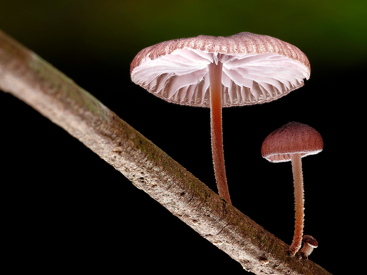 Research Reveals How Bark Types Affect Wood Decomposition