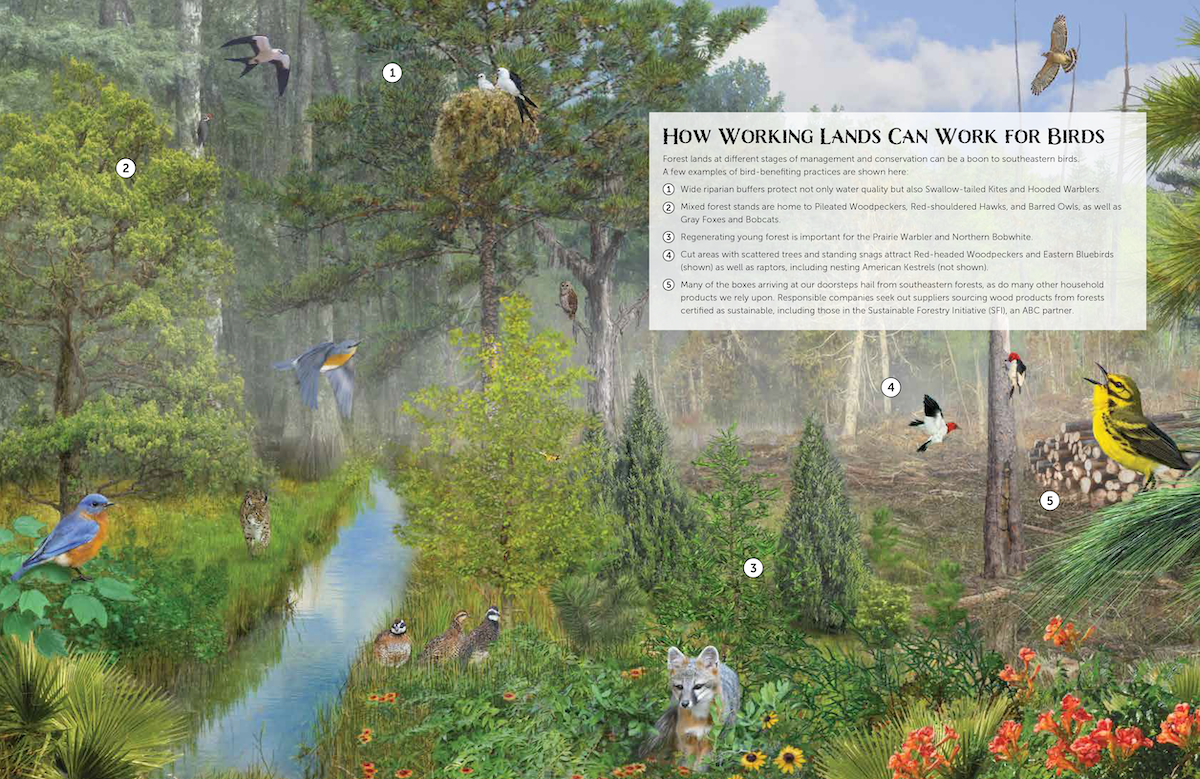 Managing Bird Habitat in Southeastern Working Forests