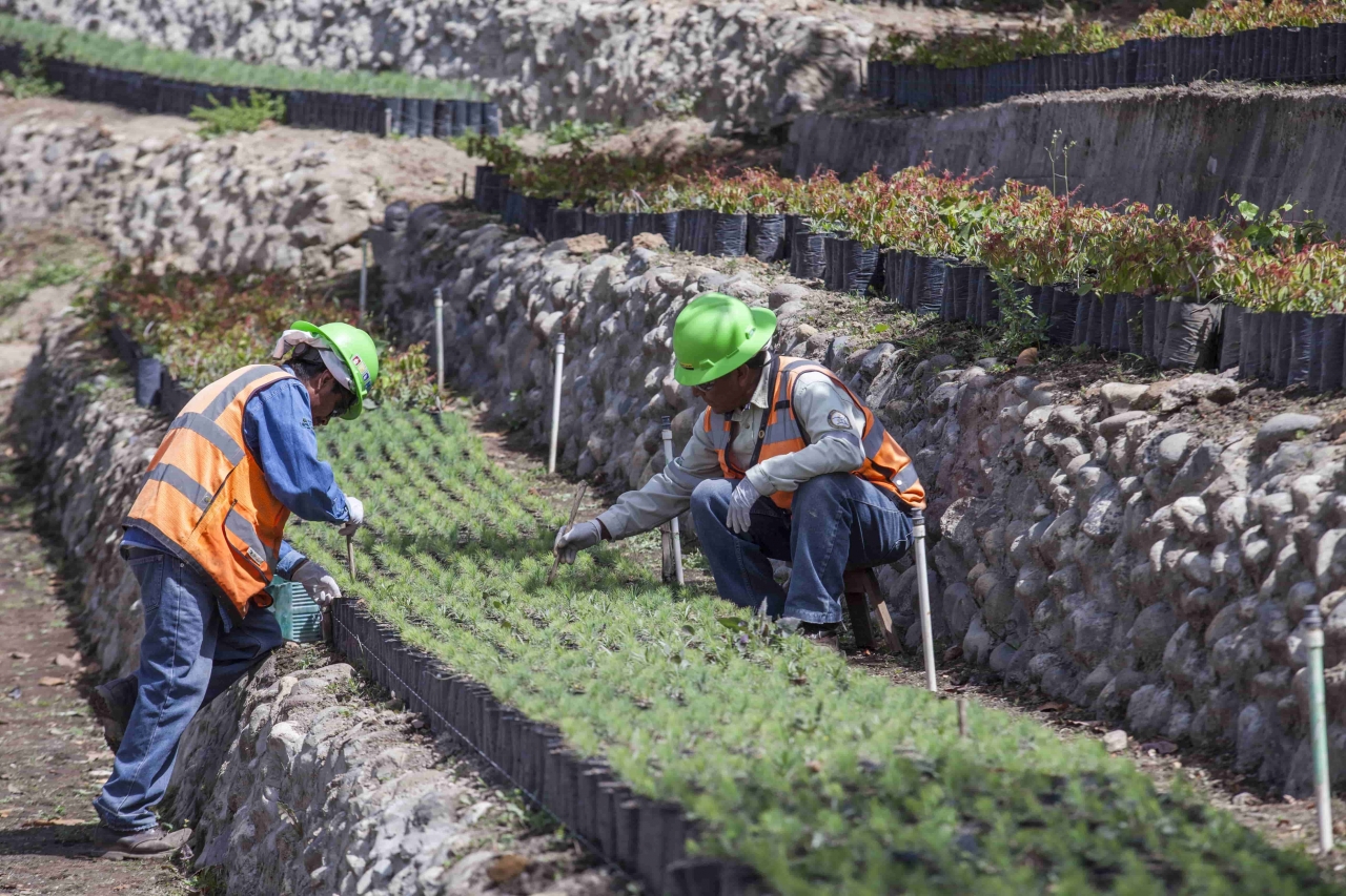 Forest Recovery: Marlin’s Environmental Legacy
