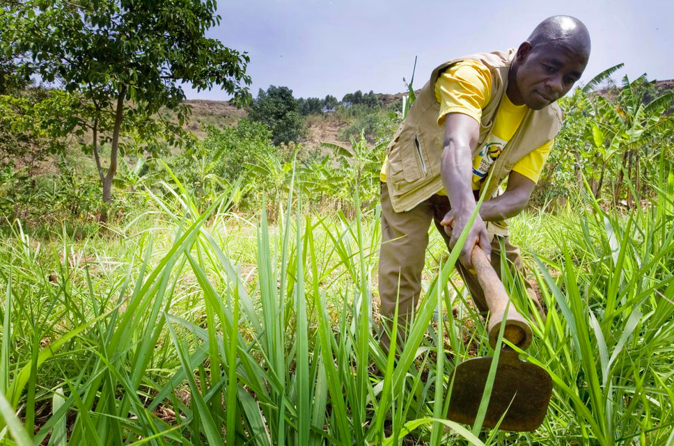 Harnessing Uganda’s Agricultural Potential to Improve...