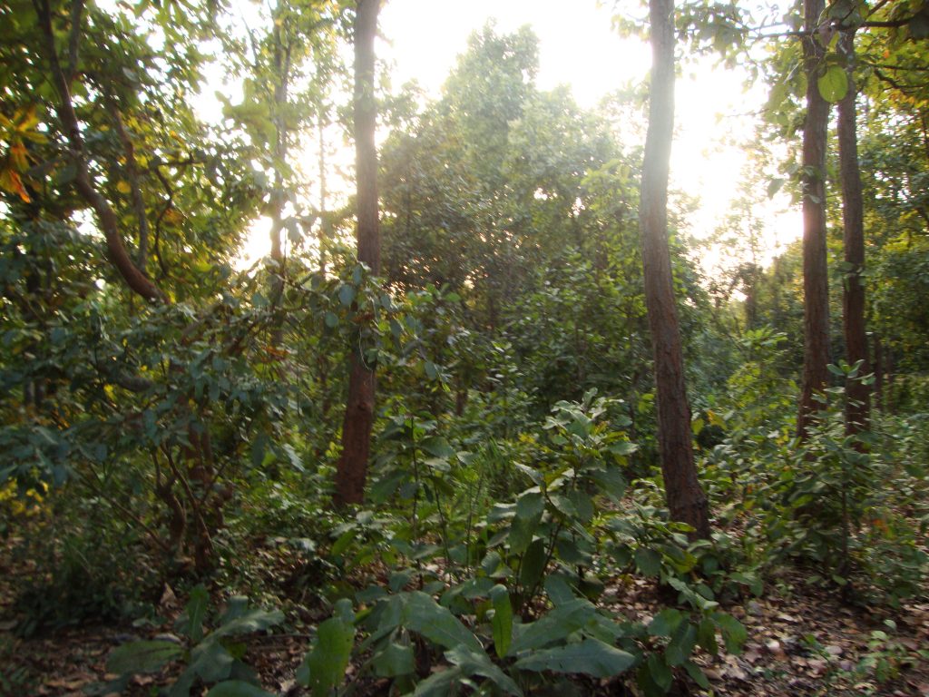 “We Started As a Hungry Nation” but Trees on Farms...