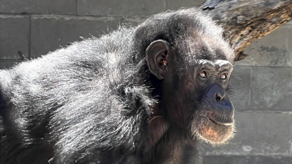 A New Day for the Sunrise Seven