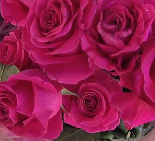 Veriflora® Sustainably Grown Flowers Protect People and...