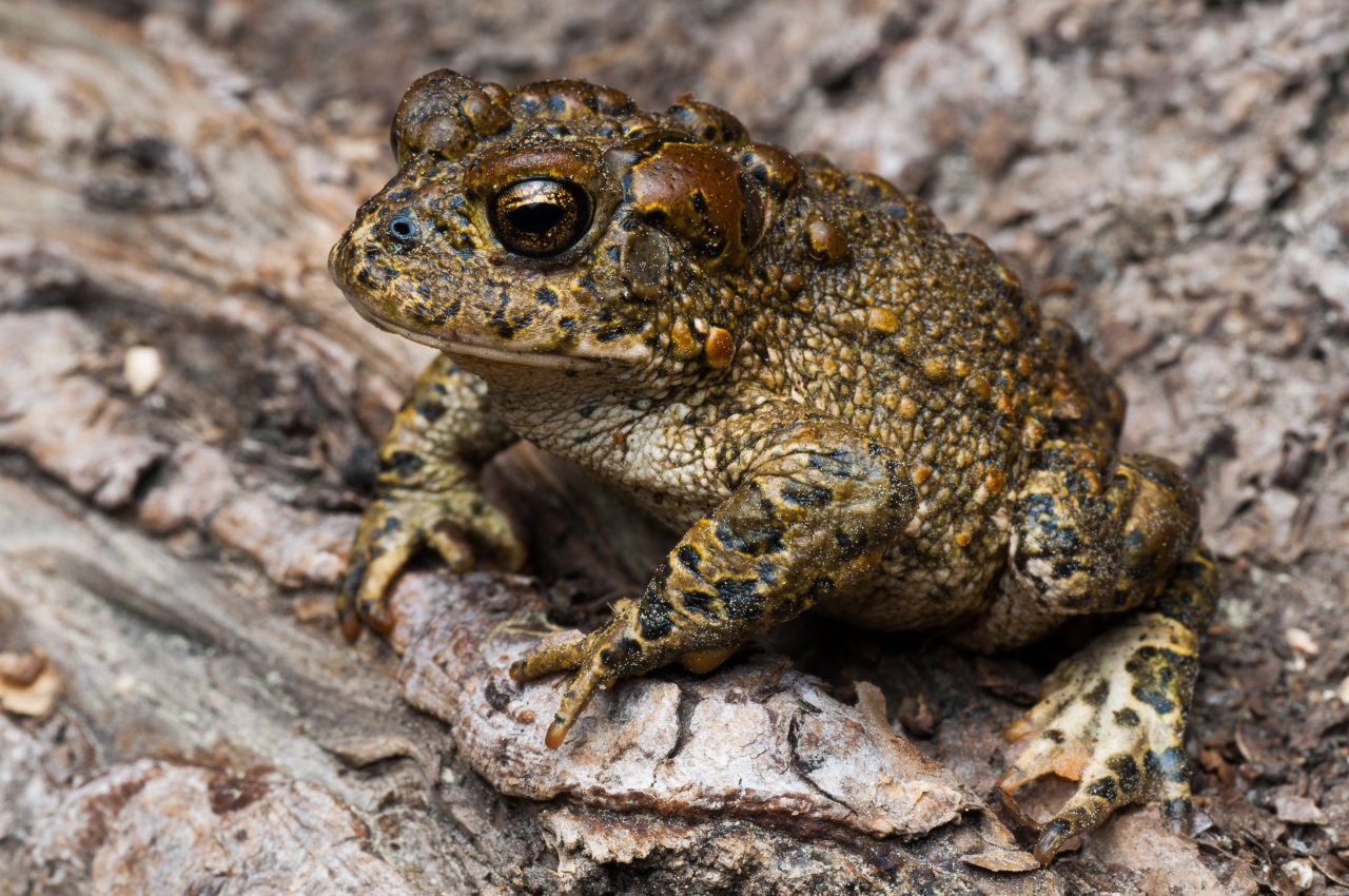 Protecting the Sierra Nevada's Yosemite Toad