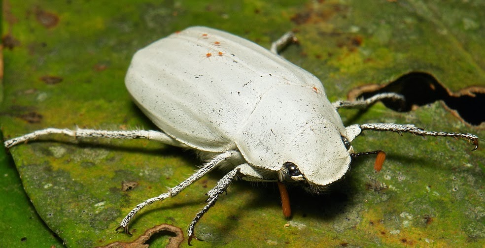 Ecocentricity Blog: Beetles, Mussels and Diatoms, Oh My!