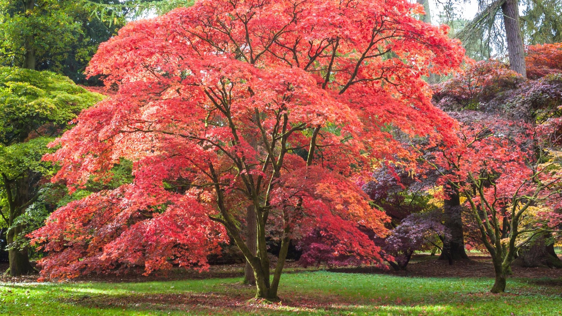 Small Trees Can Provide Shade Too Small Trees Can Provide Shade Too