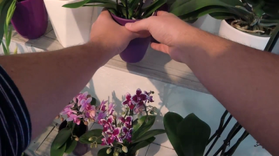 Veriflora® Sustainably Grown Flowers Protect People and...