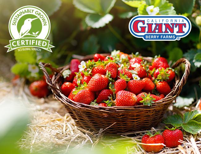 Measure to Improve And California Giant Announce The World's