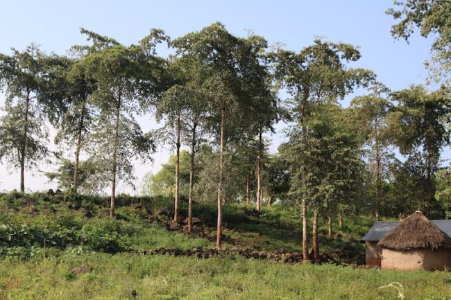 Kenyan Farmers Reap Economic, Environmental Gains from...