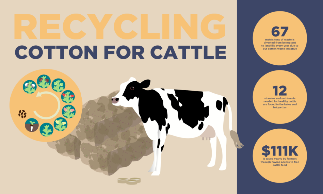 Cotton for Cattle: Recycling Organic Waste Into Feed Stock