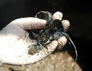 World Turtle Day 2021: The Importance of Protecting Earth's