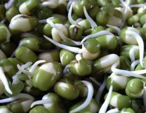 Building a Sustainable Mung Bean Farming System in Banglades