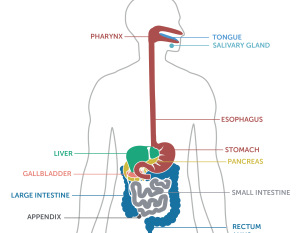 Top 5 Takeaways from the Nourishment #WELLography