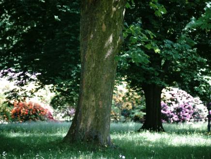 10 Drought-Tolerant Trees That Will Throw Shade